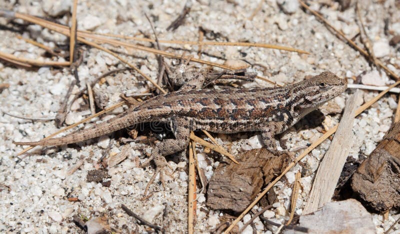Western Fence Lizard stock image. Image of lizard, desert - 25057969