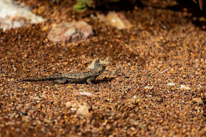Western Fence Lizard 5 stock photo. Image of reptilia - 187065960