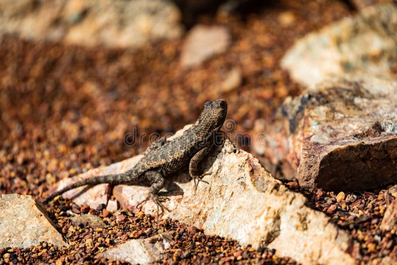 Western Fence Lizard 8 stock photo. Image of creature - 187067146