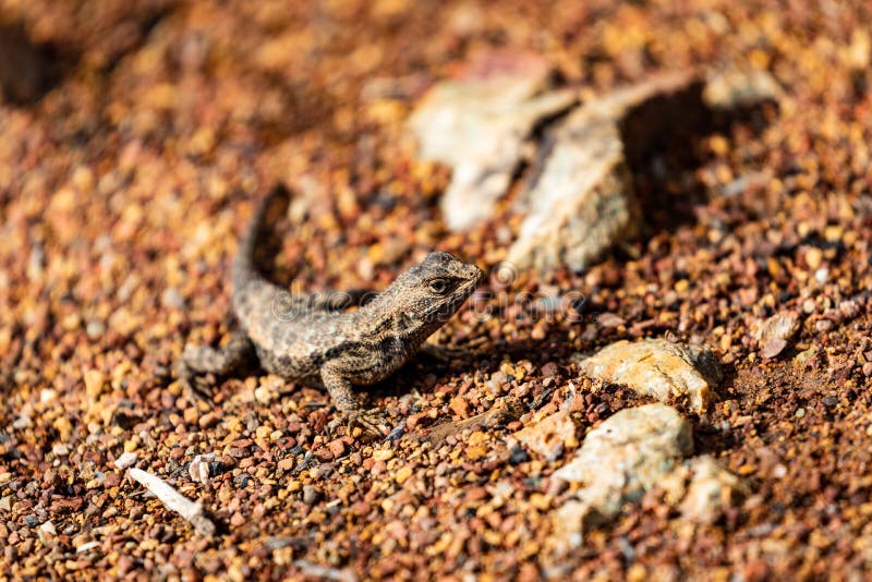 Western Fence Lizard 12 stock photo. Image of landscape - 187067862