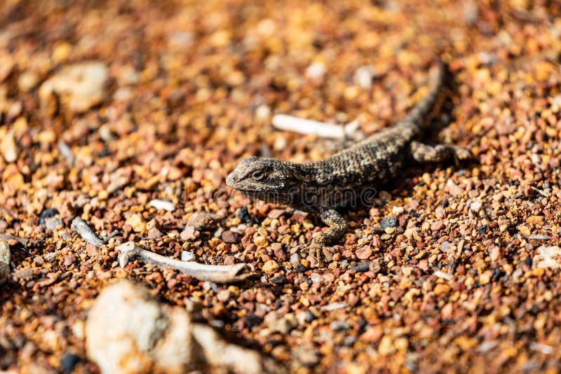 Western Fence Lizard 15 stock image. Image of spiny - 187068507