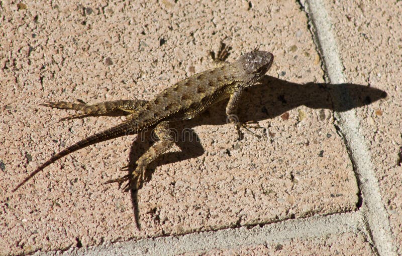 Western fence lizard stock photo. Image of reptiles, western - 73934624