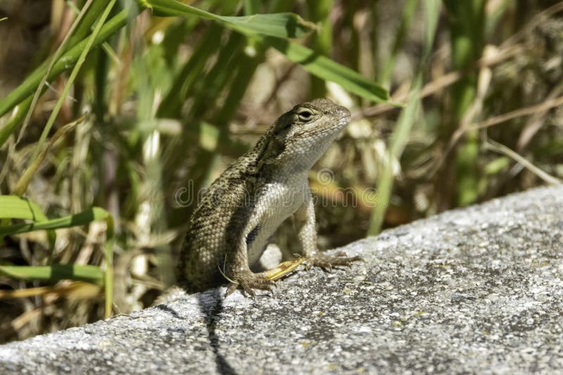 A Western Fence Lizard on the Ground in a Garden Stock Photo - Image of ...
