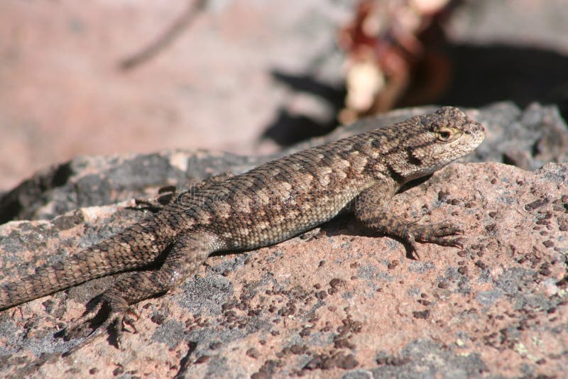 Great Basin Fence Lizard (Sceloporus Occidentalis Stock Image - Image ...