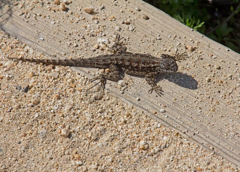 Western Fence Lizard or Blue Belly: Pinnacles National Park, California ...