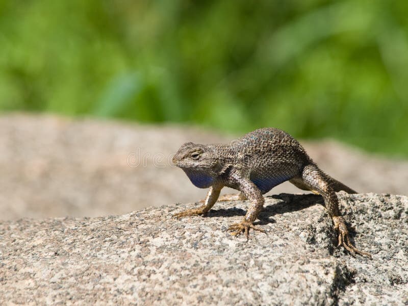 Western Fence Swift Lizard Picture. Image: 19813791