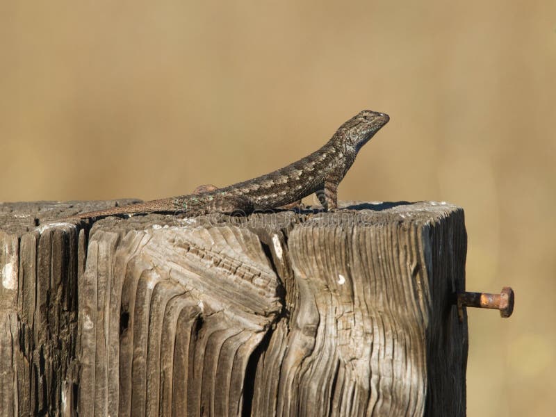 Western Fence Swift Lizard stock photo. Image of scales - 19813806