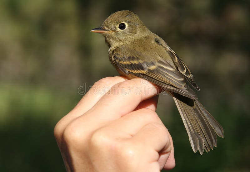 Western Flycatcher stock image. Image of birds, animals - 3733003