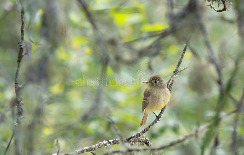 Western Flycatcher " Empidonax Difficilis " . Stock Photo - Image of ...