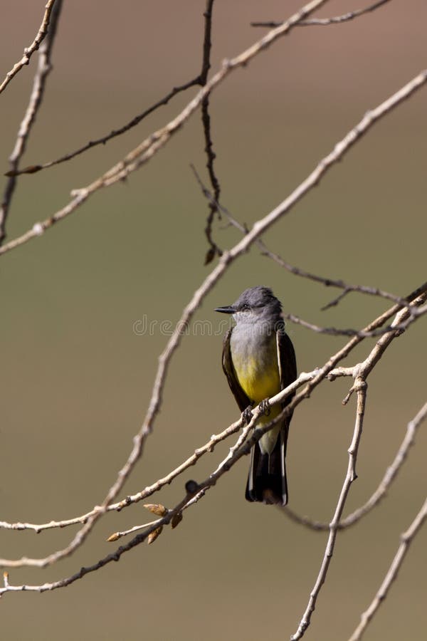 Western Flycatcher, Tyrannus Verticalis Stock Photo - Image of brown ...