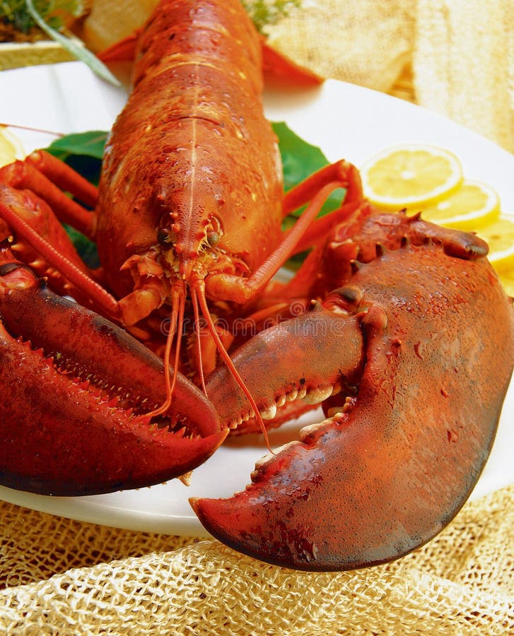 Western food stock photo. Image of vegetables, food, preparation - 2459014