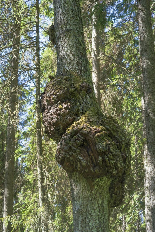 Sick pine in a forest stock photo. Image of rust, spruce - 269516344