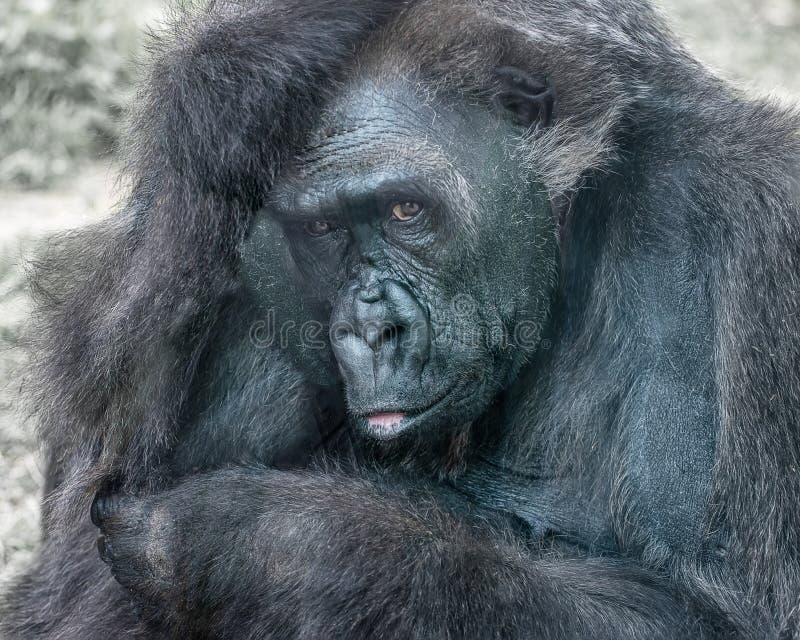 Western Gorilla a Great Ape. Portrait Stock Image - Image of face ...