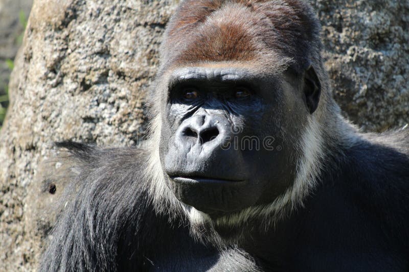 Western Gorilla, a Great Ape, in a Zoo Stock Photo - Image of face ...