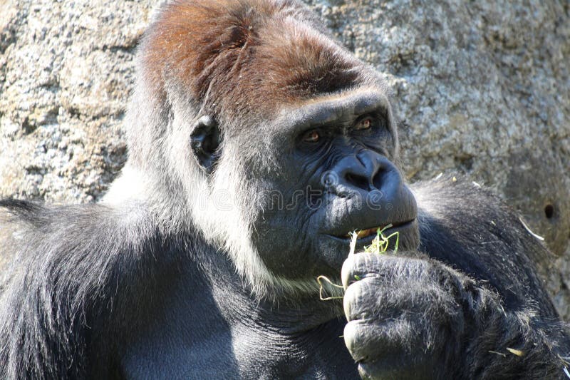 Western Gorilla, a Great Ape, in a Zoo Stock Image - Image of western ...