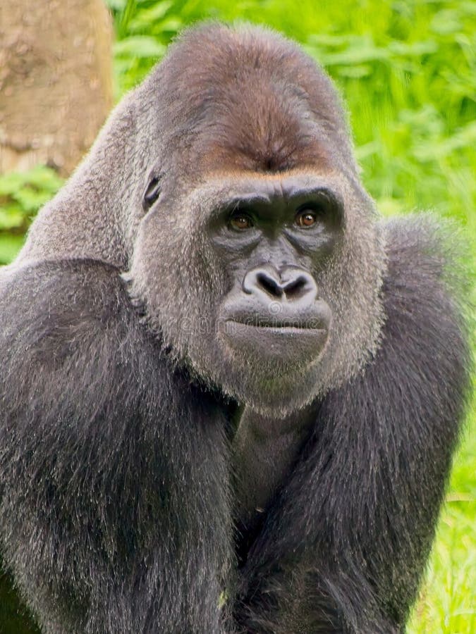 Western Gorilla (Gorilla Gorilla). Silver Back Stock Image - Image of western, closeup: 329491851