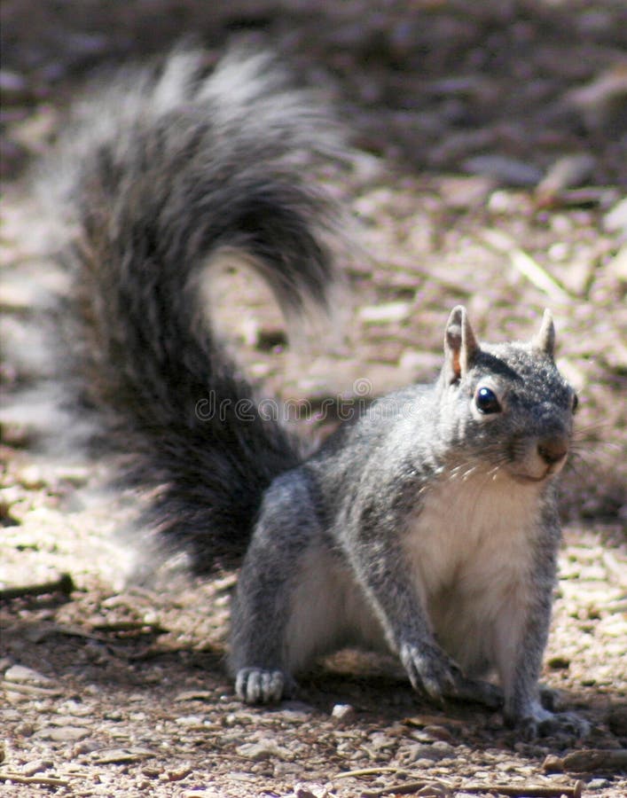 Western Gray Squirrel stock photo. Image of cochise, conservancy - 2329254