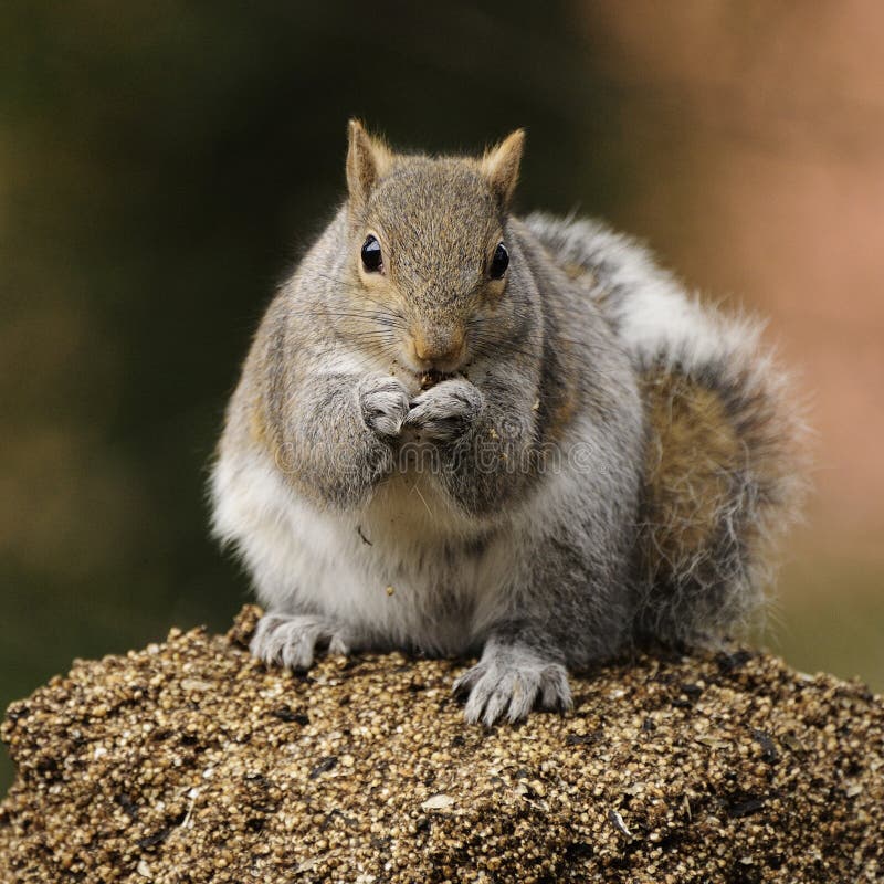Western Gray Squirrel stock photo. Image of western - 170535334