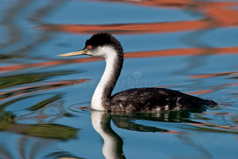 Grebe stock image. Image of body, alone, neck, brown - 83661087