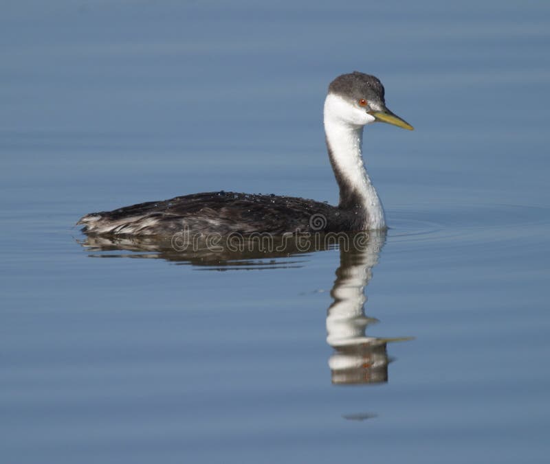 Western Grebe stock image. Image of wildlife, national - 933701