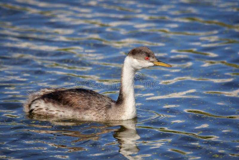 Western grebe stock image. Image of westerngrebe, eyes - 60593895