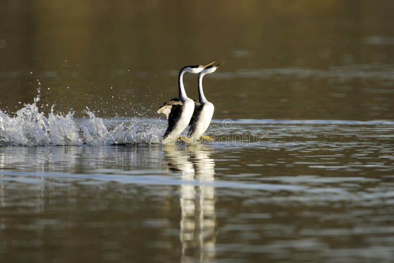 Western Grebes Courting stock image. Image of water, lake - 4090335