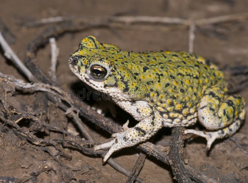 Western Green Toad, Anaxyrus Debilis Stock Photo - Image of amphibian ...