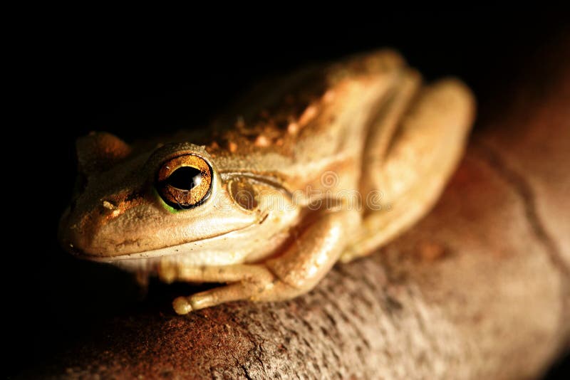 Western Green Tree Frog stock photo. Image of frog, nature - 7382332