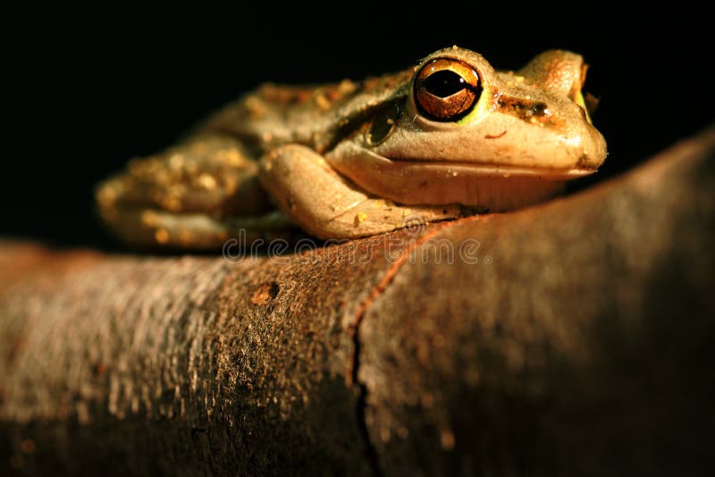 Tree Frog Rain Forest Animal Big Eyes Exotic Stock Image - Image of ...