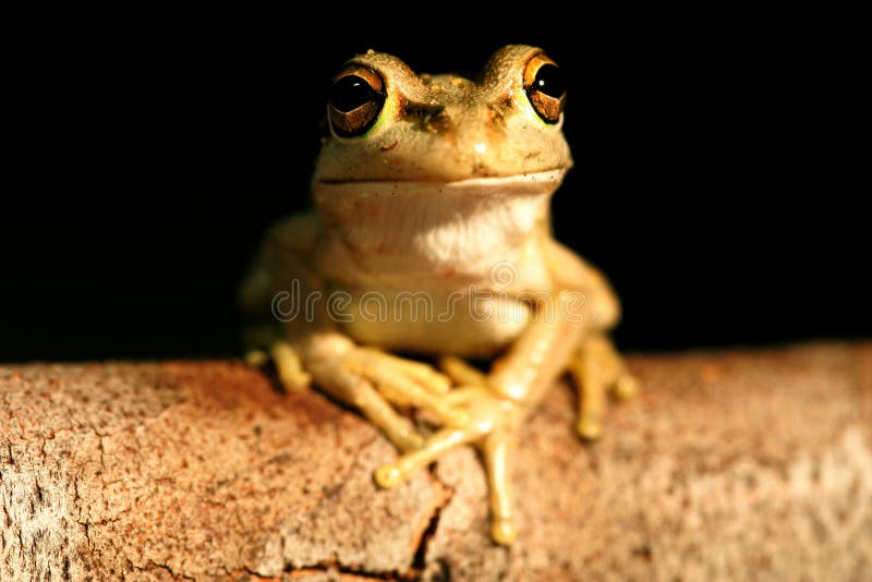 Cane Toad stock image. Image of rest, toad, frog, canetoad - 359961