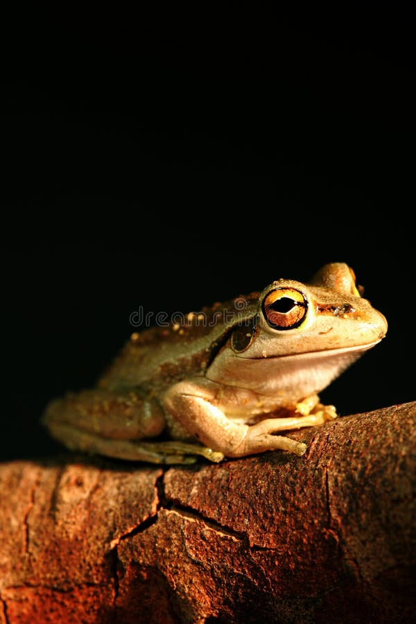 Western Green Tree Frog stock image. Image of australian - 7381923