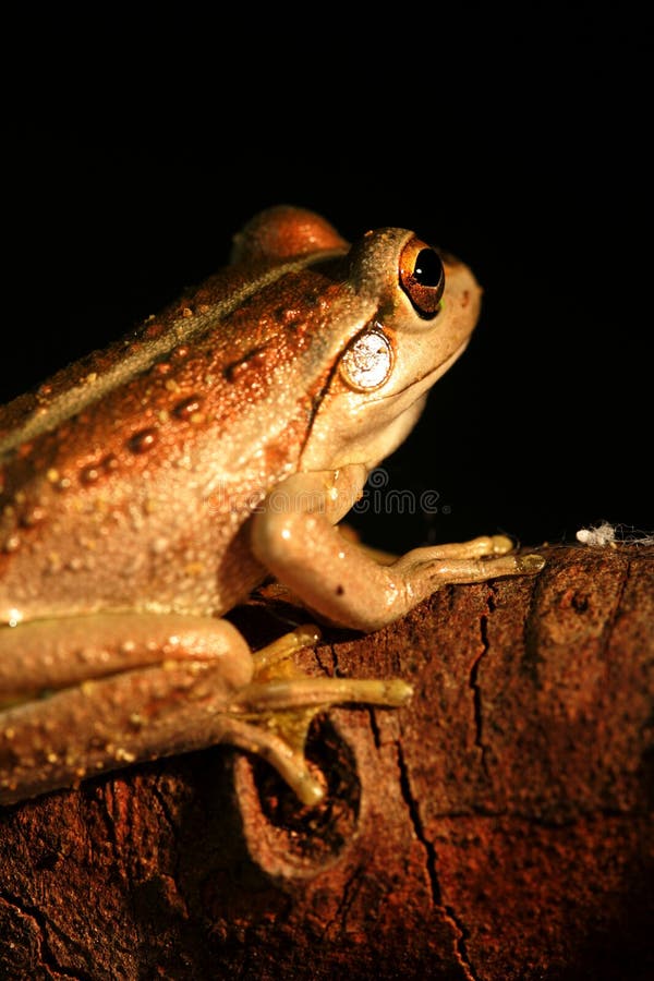 Spring Peeper tree frog stock image. Image of nature - 24905911