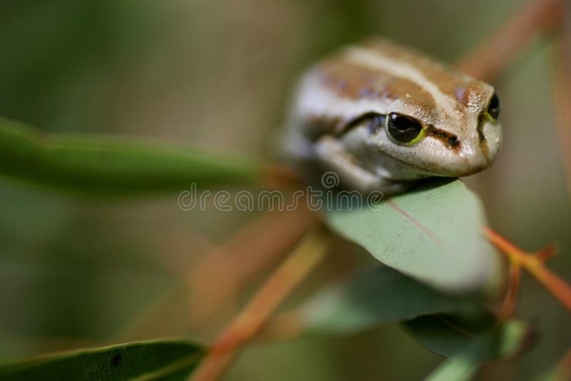 Western Green Tree Frog stock image. Image of australian - 7381923