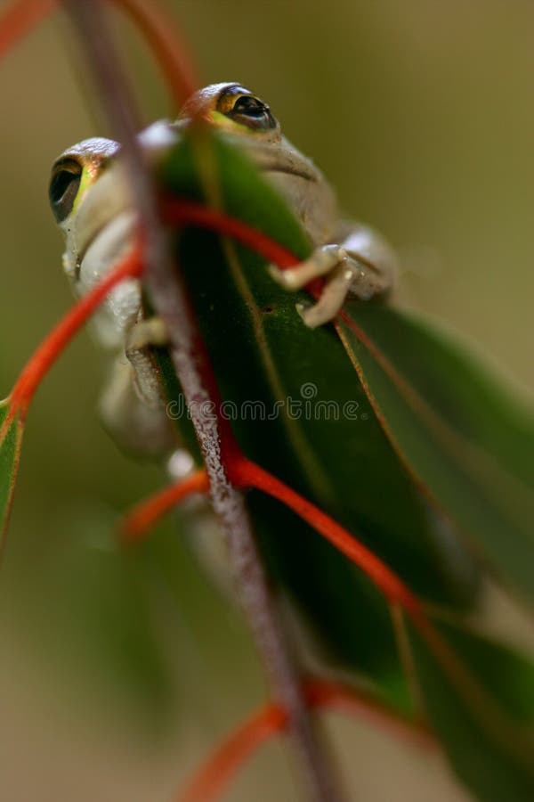 Western Green Tree Frog stock image. Image of australian - 7381923