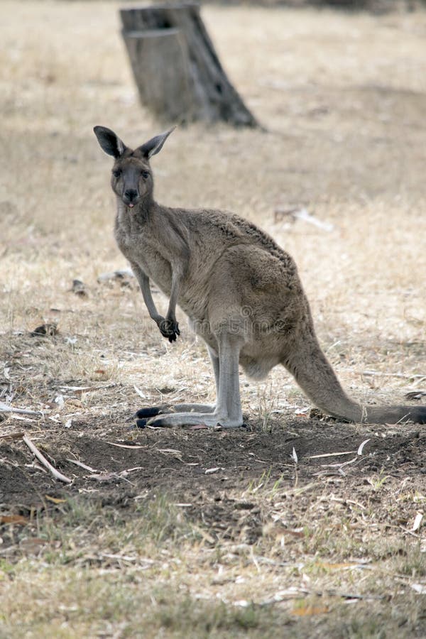 The Western Grey Kangaroo Has Brown Fur Stock Photo - Image of beauty ...