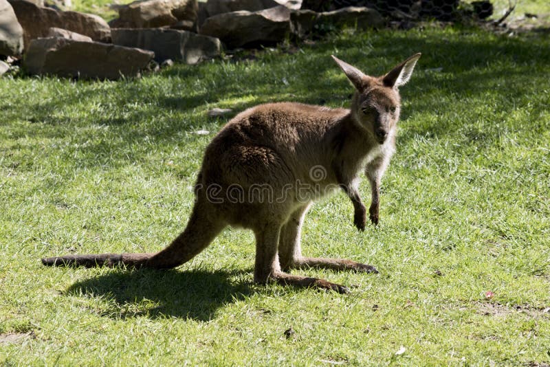 The Western Grey Kangaroo is Brown with a Cream Chest Stock Image ...
