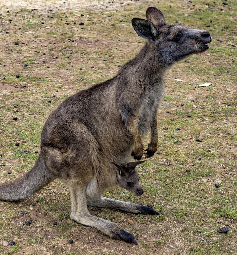 The Western Grey Kangaroo is One of the Largest Macropods in Australia ...