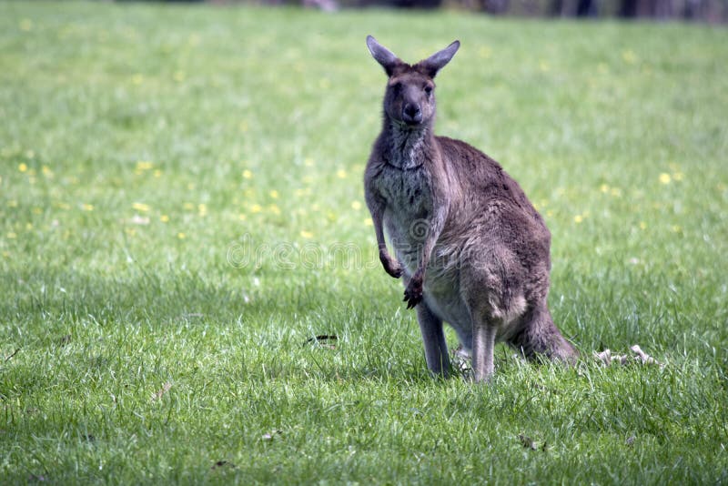 The Western Grey Kangaroo is Light Brown with a White Chest Stock Image ...