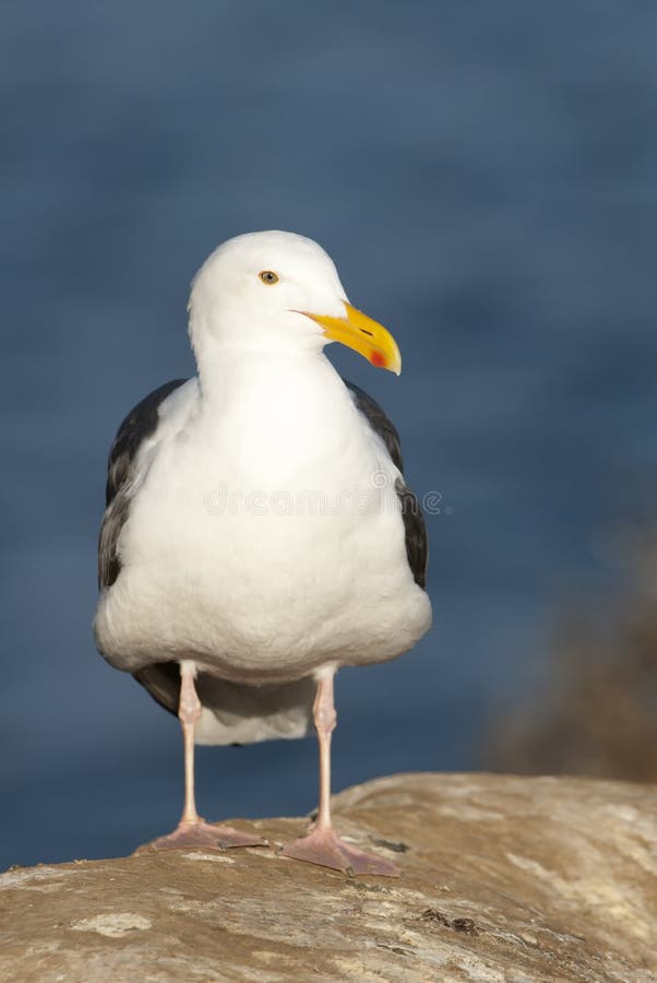 Western Gull, Larus Occidentalis Stock Image - Image of occidentalis ...