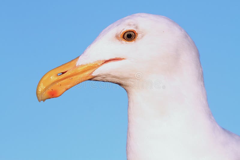 Western Gull (Larus Occidentalis) by the Ocean Stock Photo - Image of ...