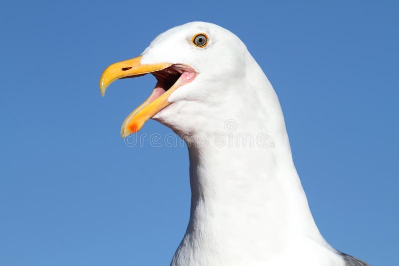 Western Gull (Larus Occidentalis) by the Ocean Stock Image - Image of ...