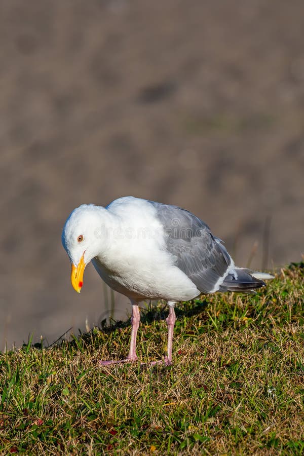 Western Gull (Larus Occidentalis) Standing on a Grass Looking at the ...