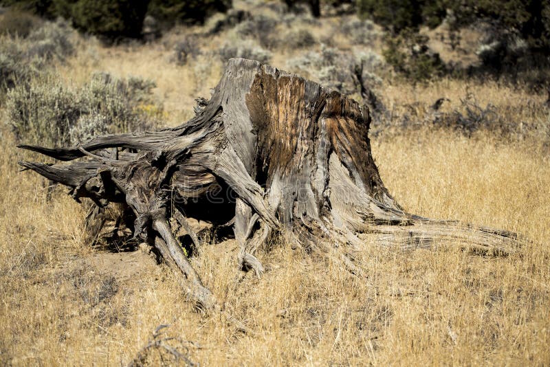 Western Hemlock Stump Oregon Badlands Stock Photos - Free & Royalty ...