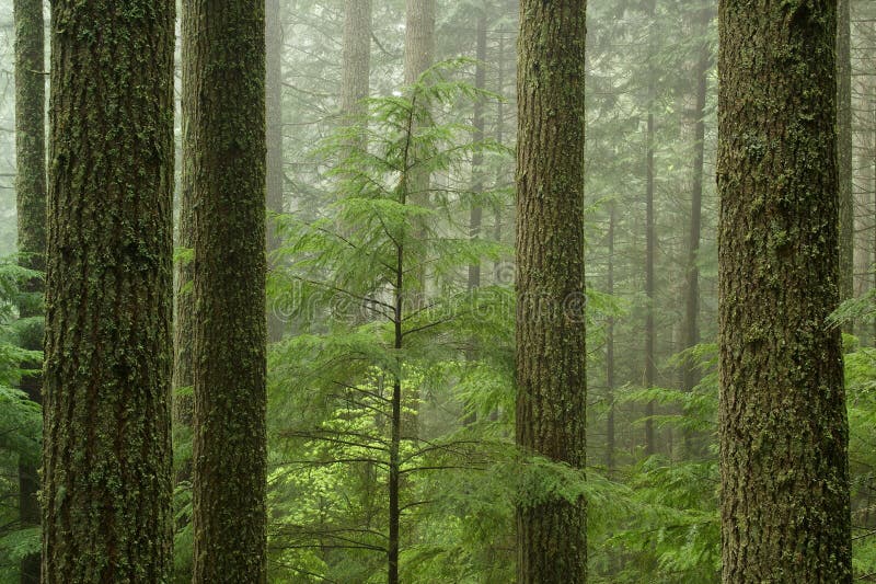 Western Hemlock (Tsuga Heterophylla)Forest Stock Image - Image of ...