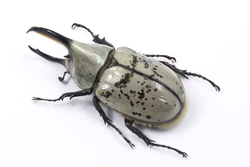 Close-up of Larva of a Hercules Beetle Stock Photo - Image of nature ...