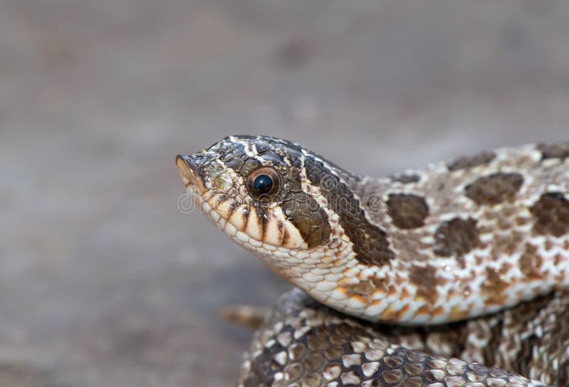 Western Hognose Snake (Heterodon Nasicus) Stock Image - Image of ...