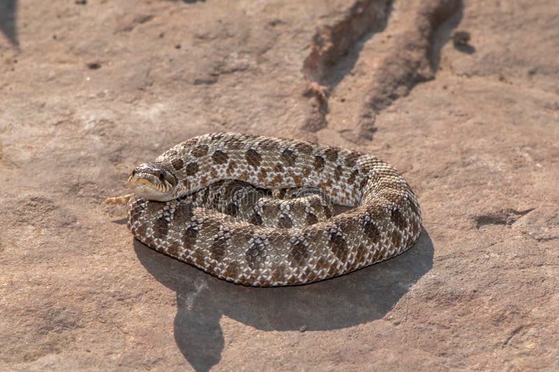 Western Hognose Snake (Heterodon Nasicus) Stock Image - Image of ...