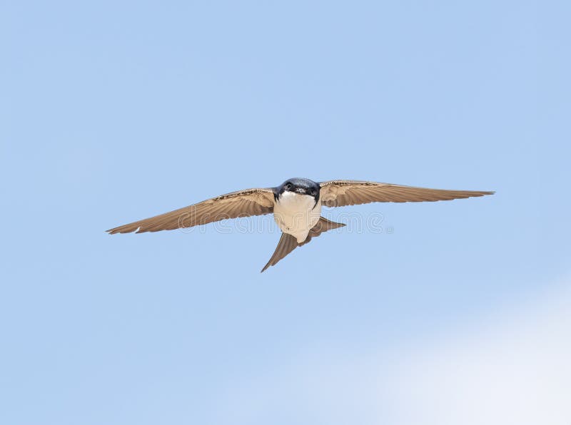 Western House Martin in Flight Stock Photo - Image of wings, flight ...