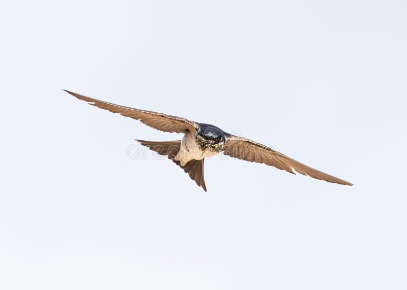 Western House Martin in Flight with Beak Full of Captured Insects Stock ...