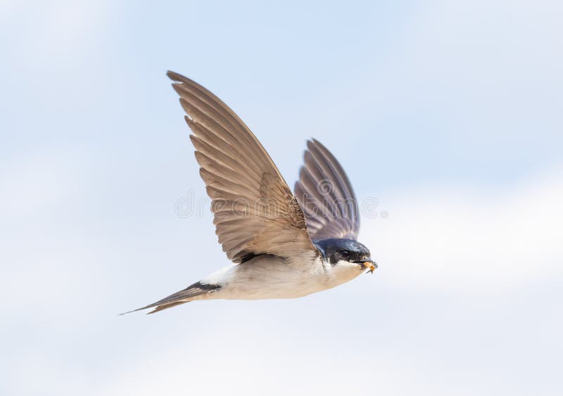 Western House Martin in Flight with Beak Full of Captured Insects Stock ...